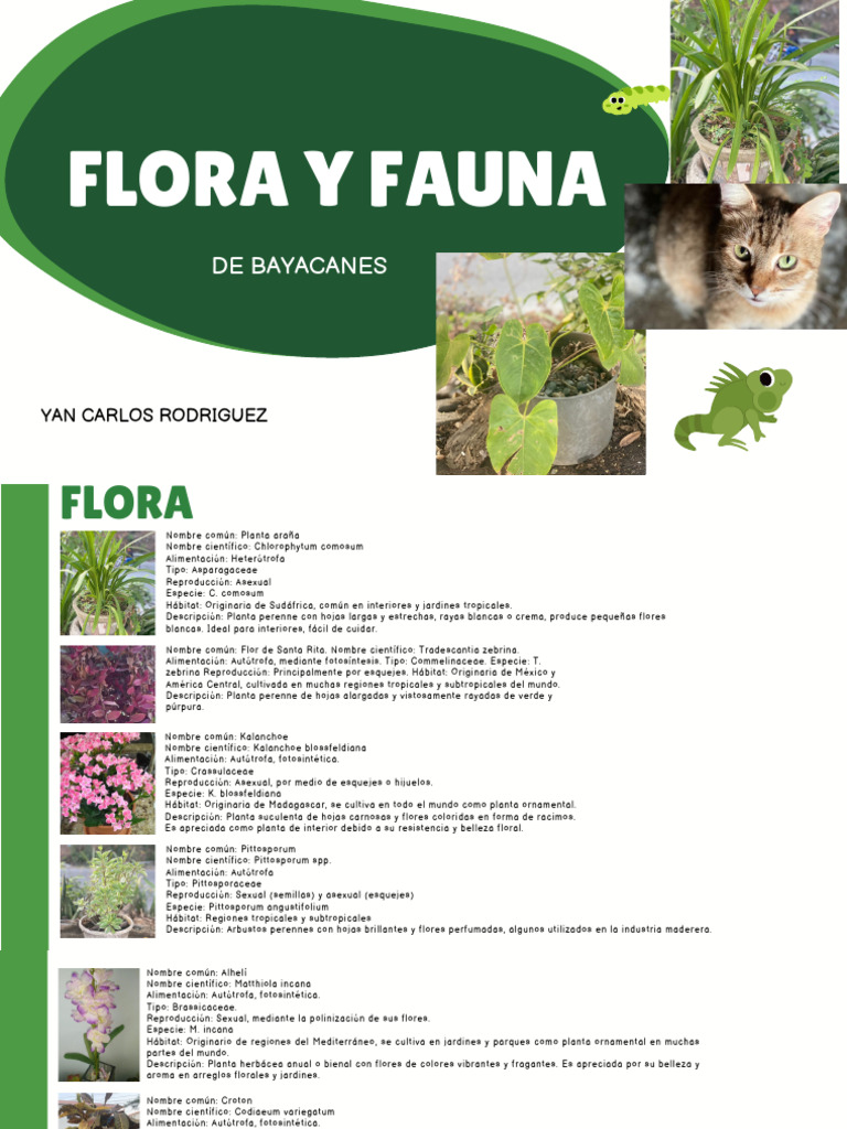 Flora y Fauna | PDF | Plantas | Botánica