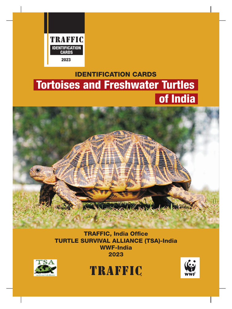 Tortoise and Freshwater Turtles Id Cards 2023 | PDF | Turtle | Reptile