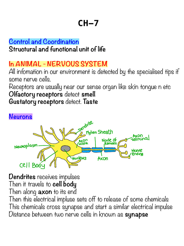 Ch-7 Bio Notes Class 10 Control Coordination Part 1 | PDF | Neuron | Brain