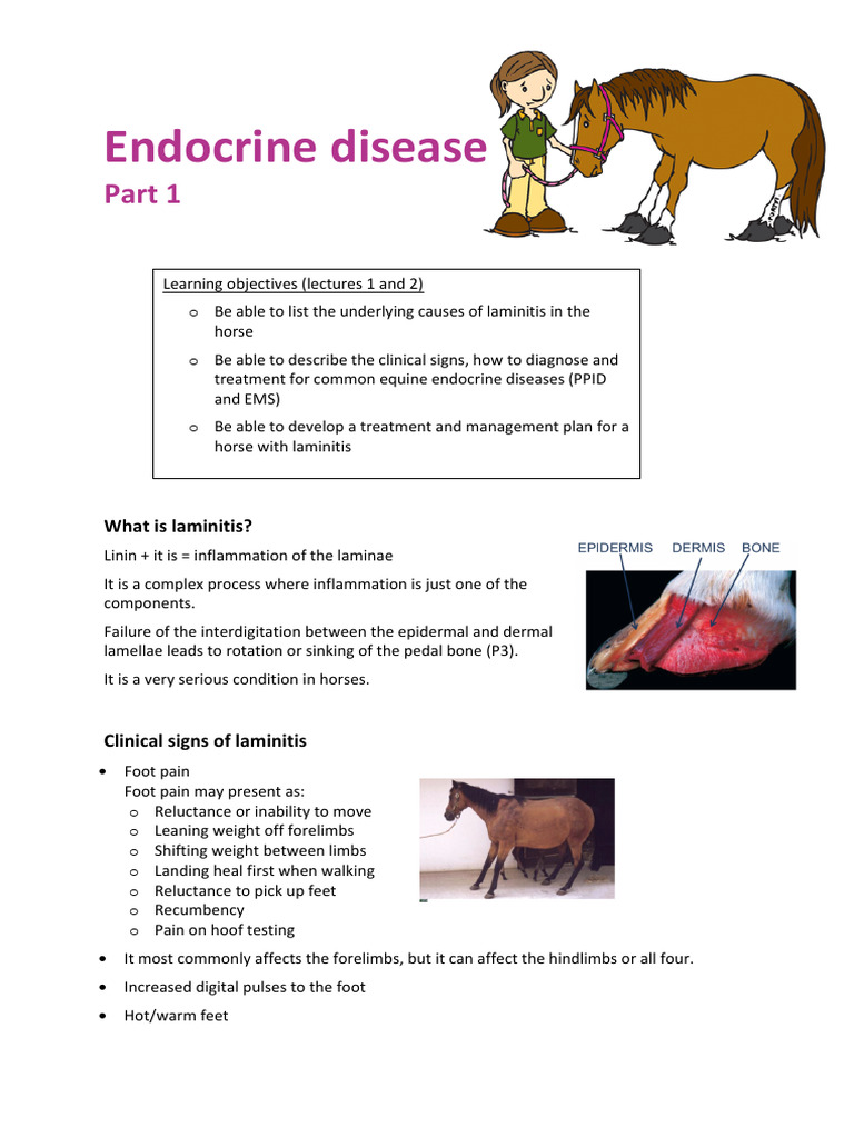 Equine Endocrine and Laminitis 1 | PDF | Insulin Resistance | Clinical ...