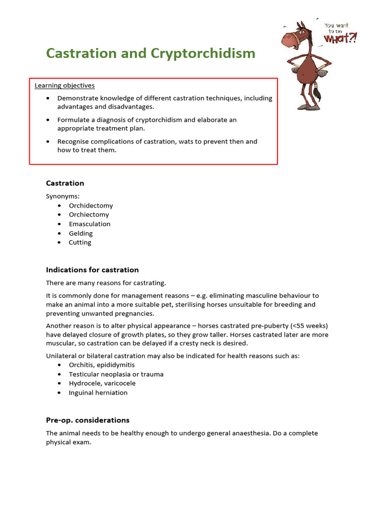 Equine Castration and Cryptorchidism | PDF