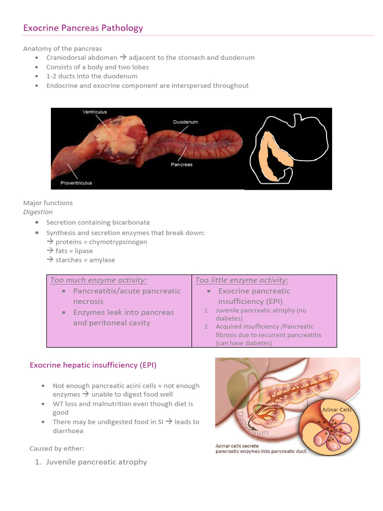 Exocrine Pancreas Pathology 1 | PDF | Pancreas | Vitamin B12
