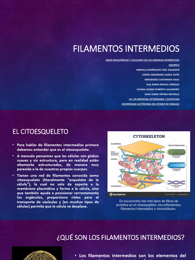 Filamentos Intermedios (Citoesqueleto) | PDF | Citoesqueleto | Biología ...