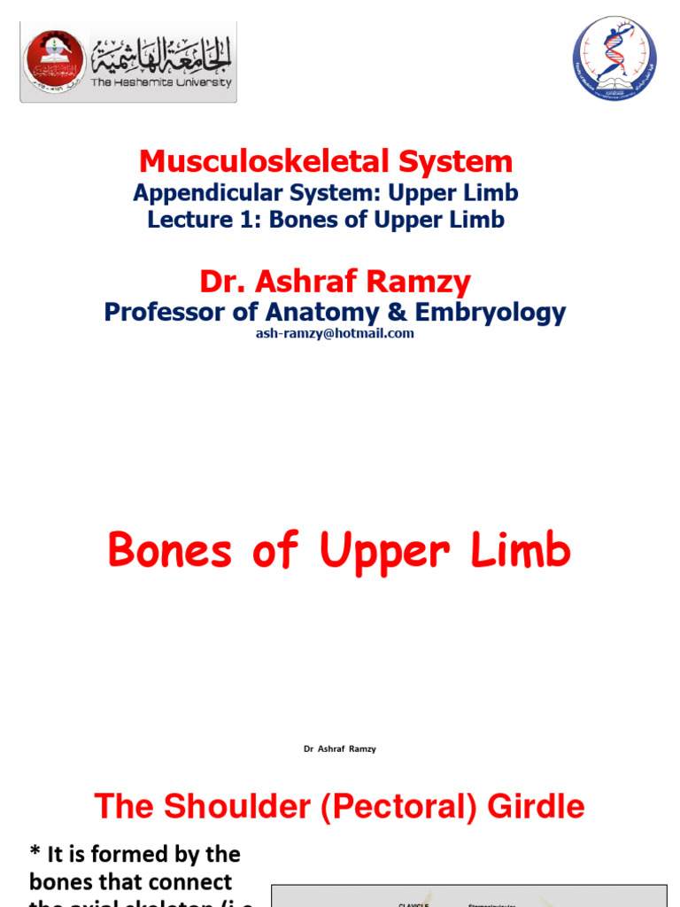 Musculosk UL1 Bones | PDF | Musculoskeletal System | Limbs (Anatomy)