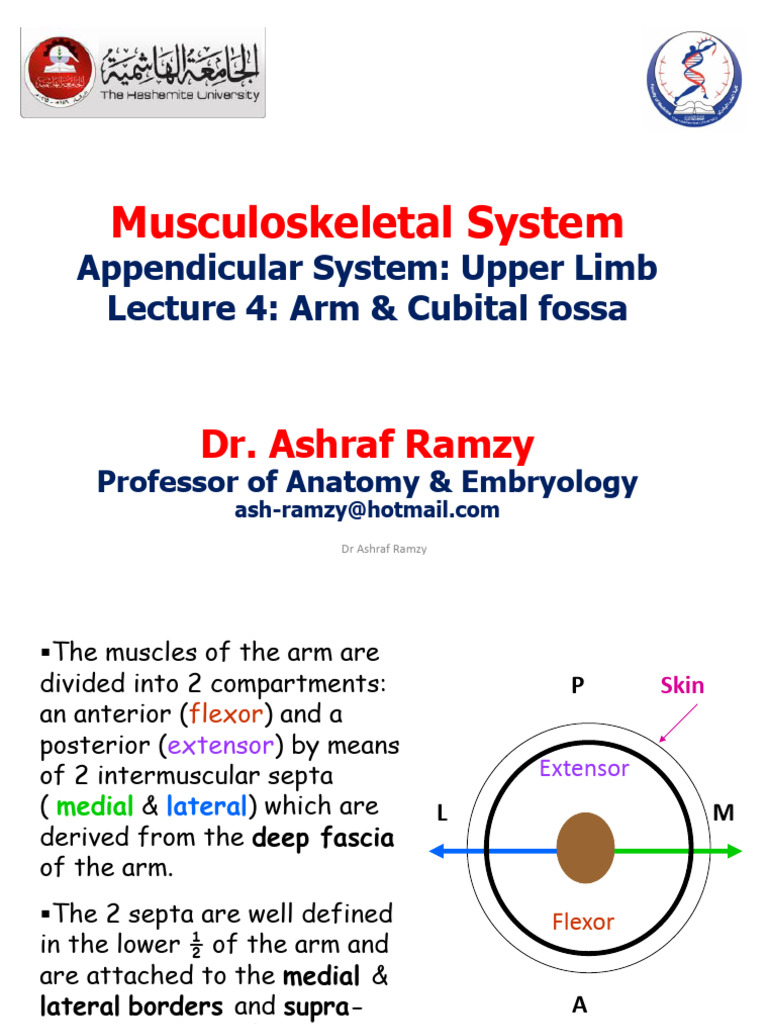 Musculosk UL4 Muscles 2 | PDF | Arm | Elbow