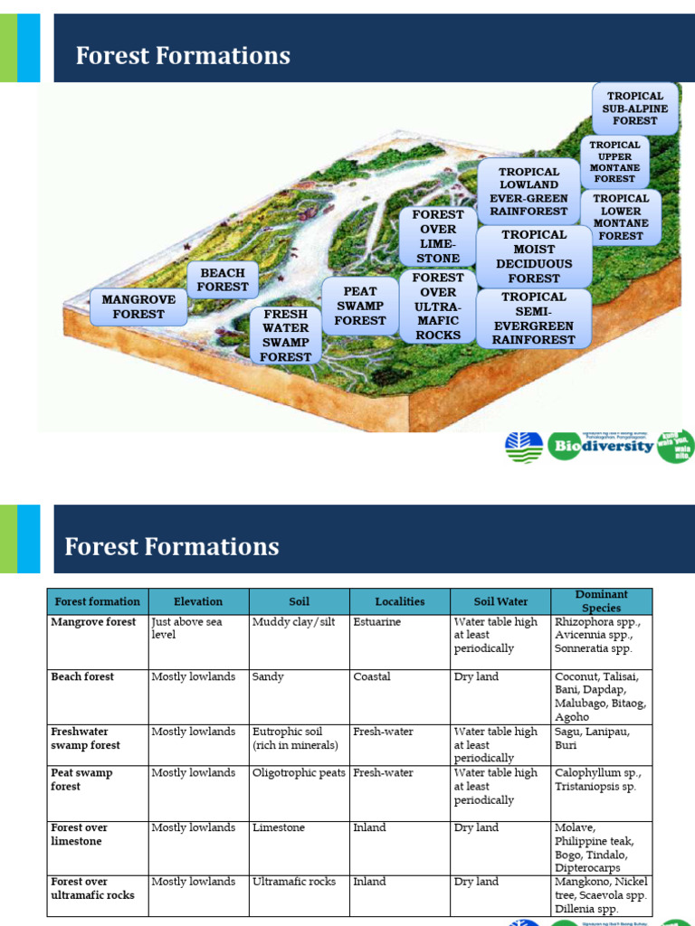 Forest Formations | Download Free PDF | Forests | Tropics