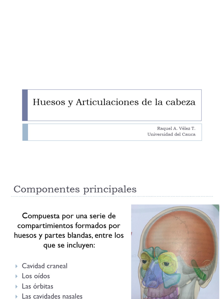 Huesos y Articulaciones de La Cabeza | Descargar gratis PDF | Articulación | Cráneo