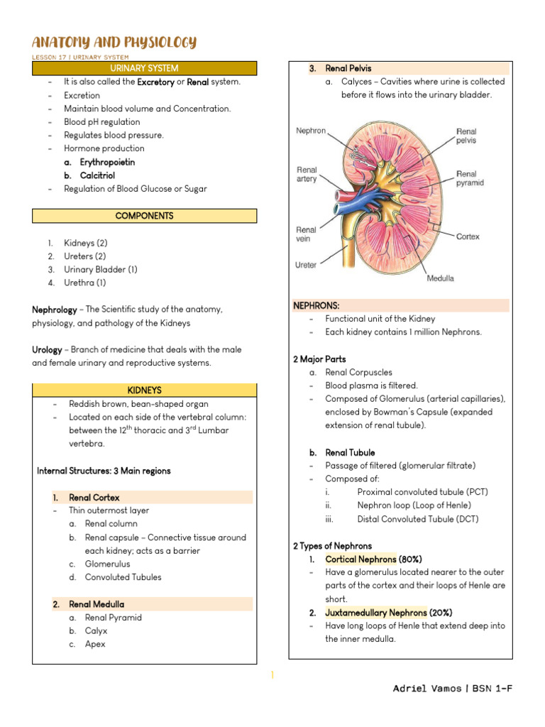 Urinary System Transes | PDF | Kidney | Urinary System