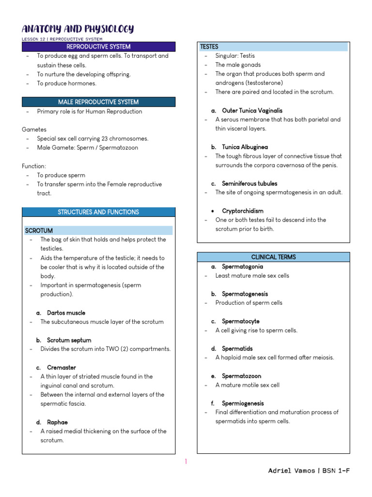 Reproductive System Transes | PDF | Testicle | Ovary