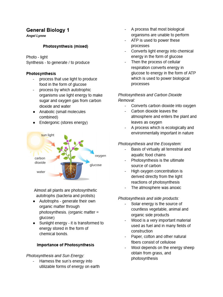 Understanding Photosynthesis Process | PDF | Photosynthesis | Chloroplast