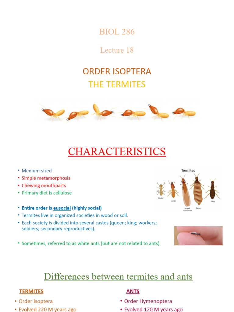 Termite Metamorphosis and Colony Life | PDF | Eusociality | Ant