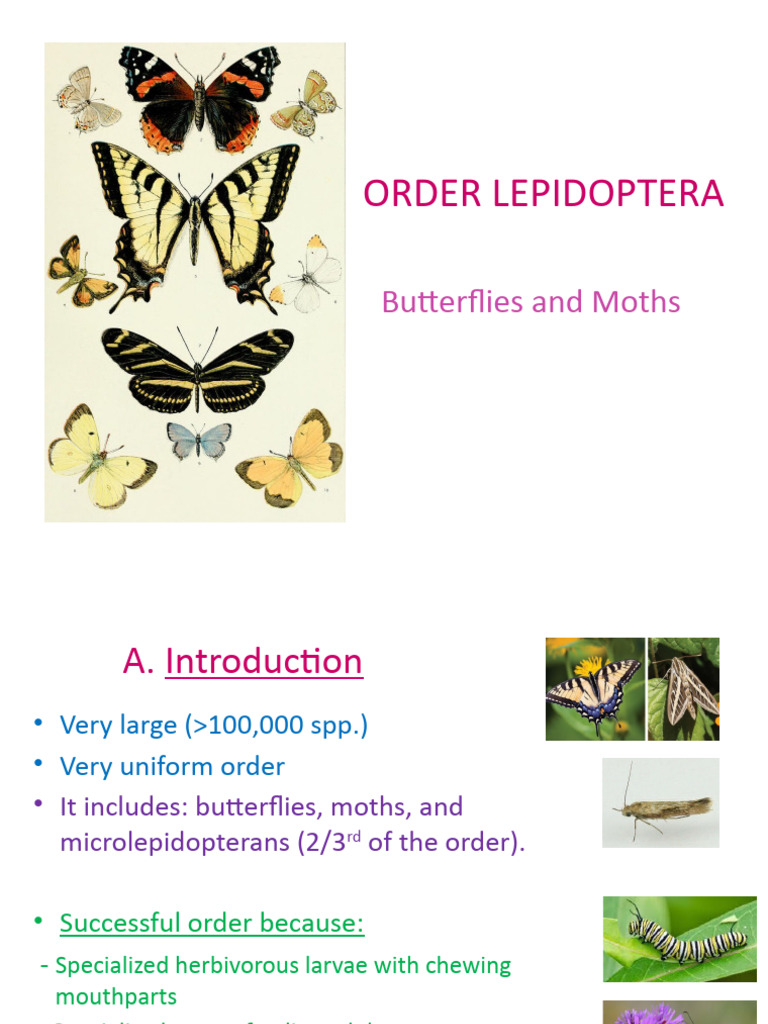 Biol 286 Lecture 25 Order Lepidoptera New With Annotations Pdf