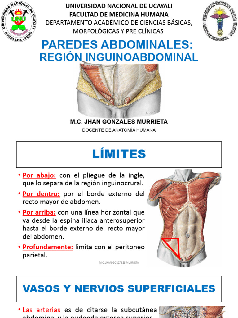 Anatomía de la Región Inguinoabdominal | PDF | Abdomen | Anatomía