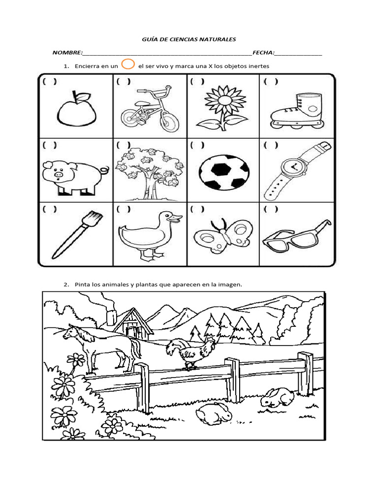 Guia de Ciencias Naturales Los Seres Vivos | PDF