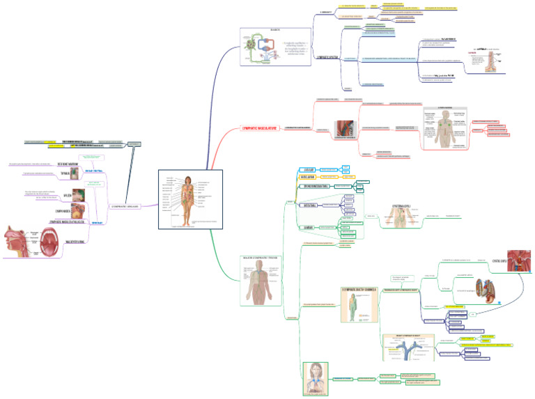 Anatomy Map OFSII | Download Free PDF | Lymphatic System | Lymph