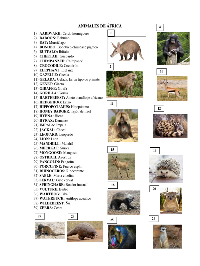 Animales de África, Zoológico y Australia | PDF | Zoología