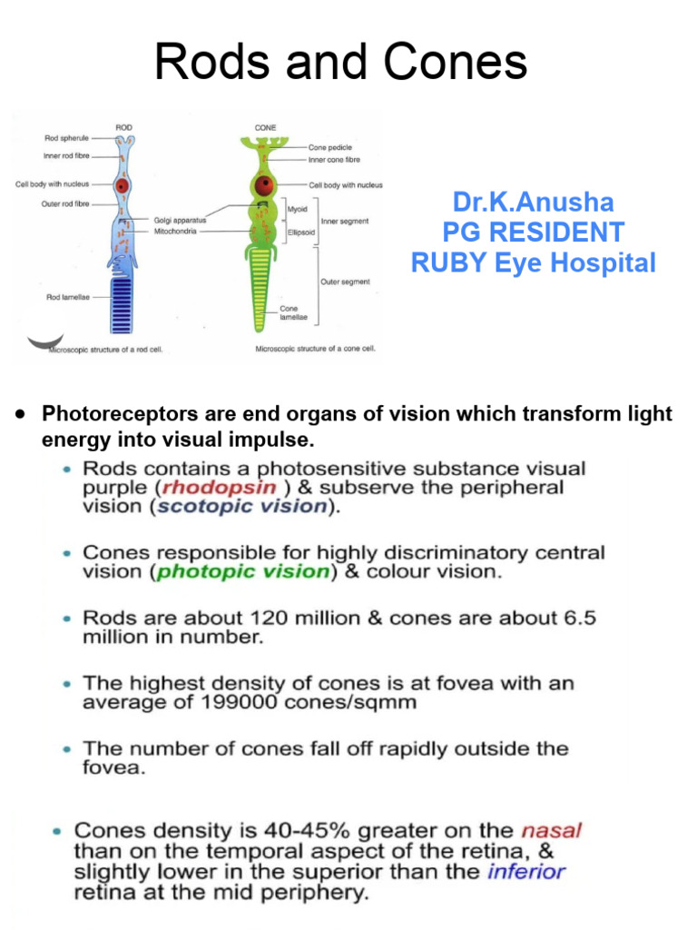 Understanding Rods and Cones in Vision | PDF