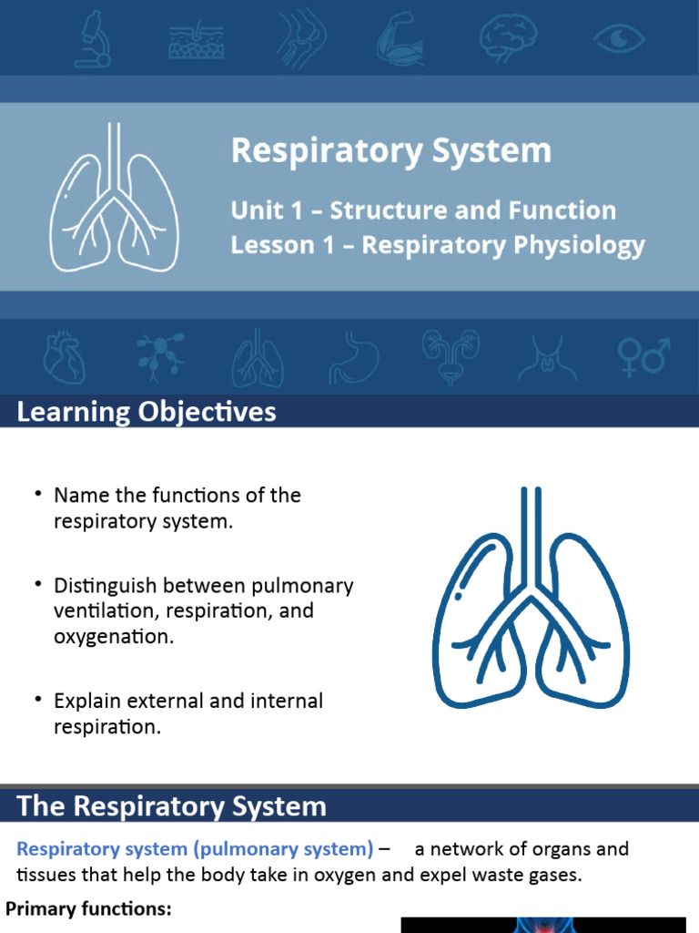 Respiratory Unit 1 Structure and Function | PDF | Respiratory Tract | Lung