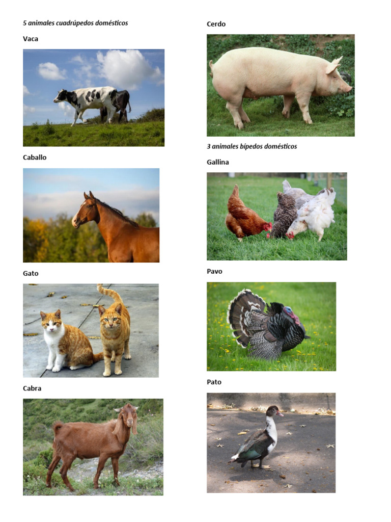 5 Animales Cuadrúpedos Domésticos | PDF