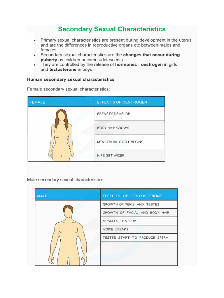 Mensuration Cycle Notes | PDF | Menstrual Cycle | Luteinizing Hormone