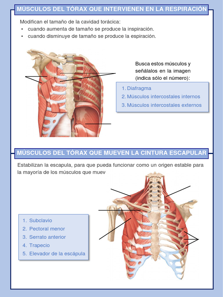 MUSCULOS DEL TORAX Actividad | PDF | Extremidades (anatomía) | Sistema ...