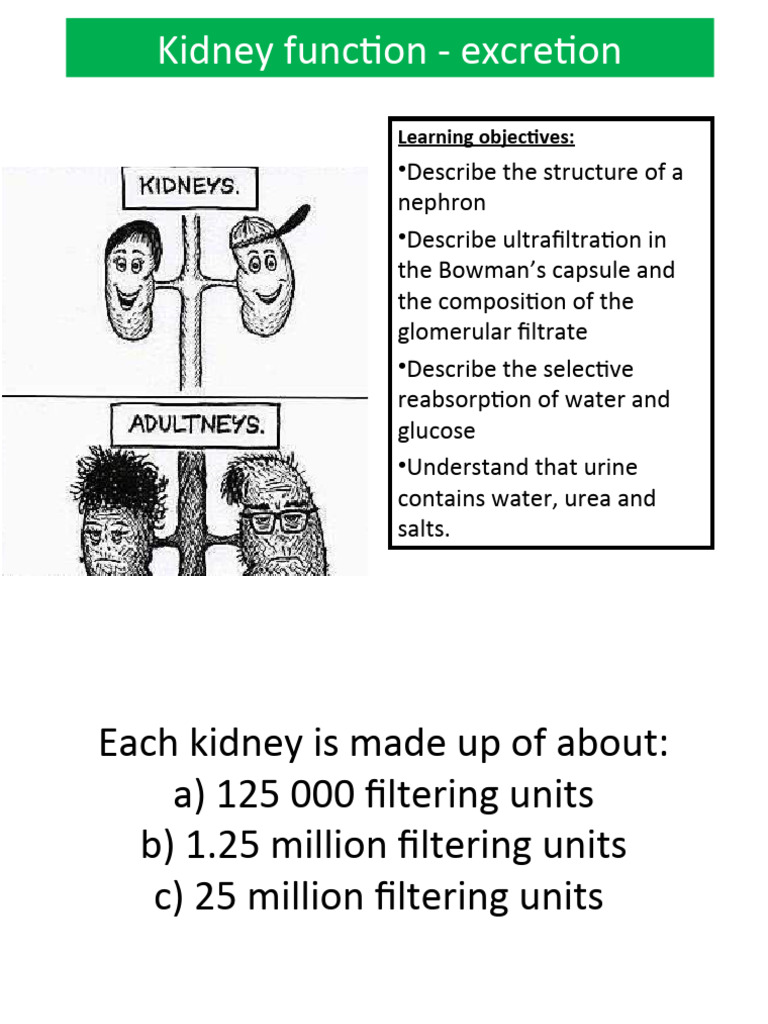 Kidney Function - Excretion | PDF | Kidney | Abdomen