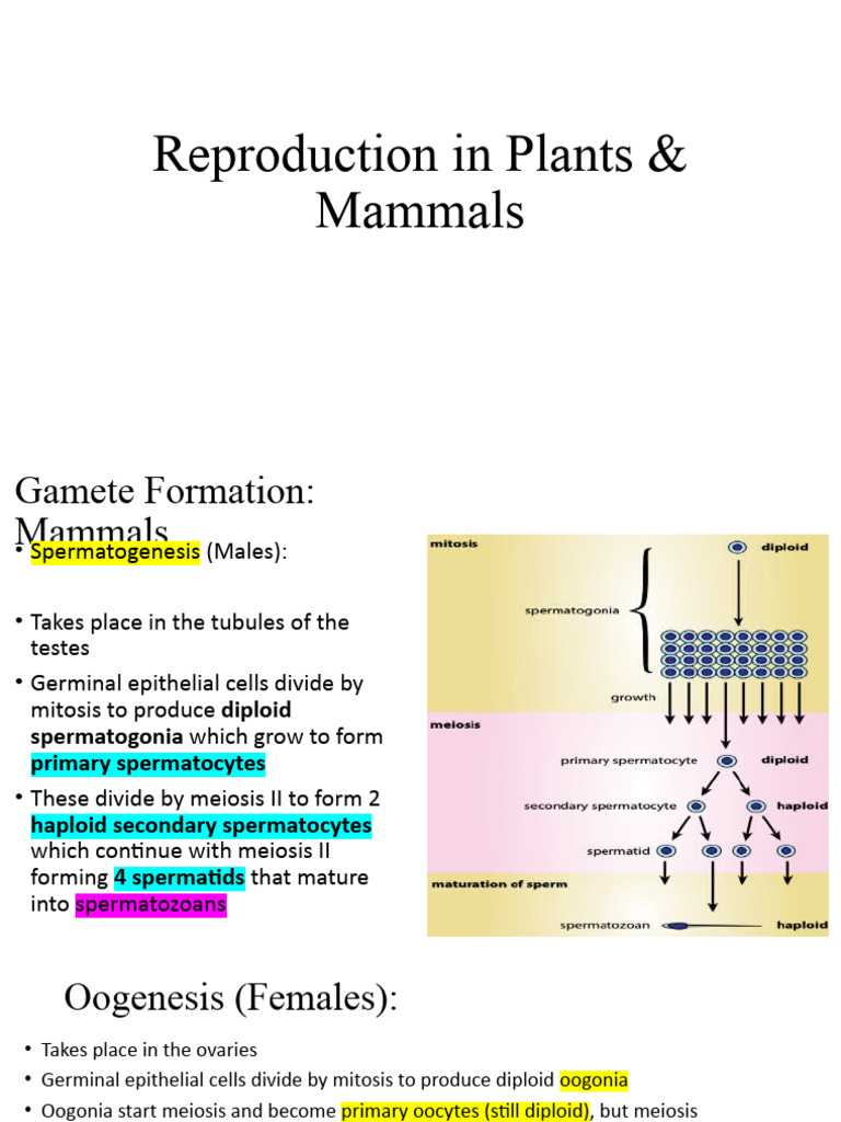 Reproduction in Mammals & Plants | PDF | Meiosis | Fertilisation