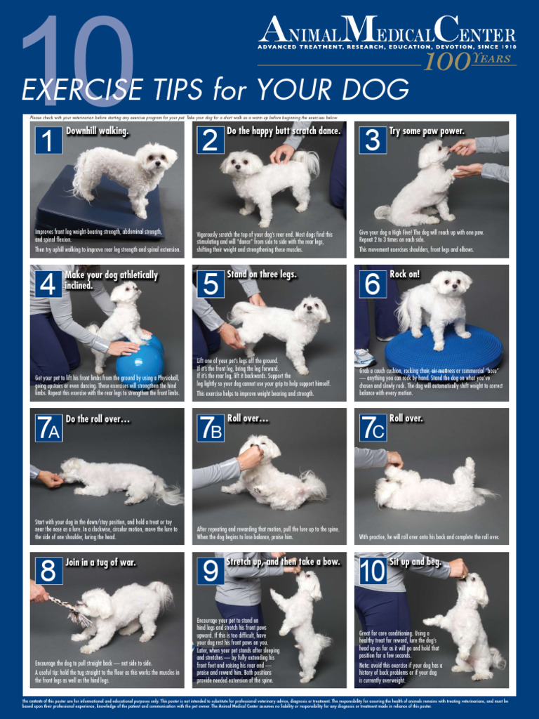 2012dog Exercise Poster | PDF | Anatomical Terms Of Motion | Hospital
