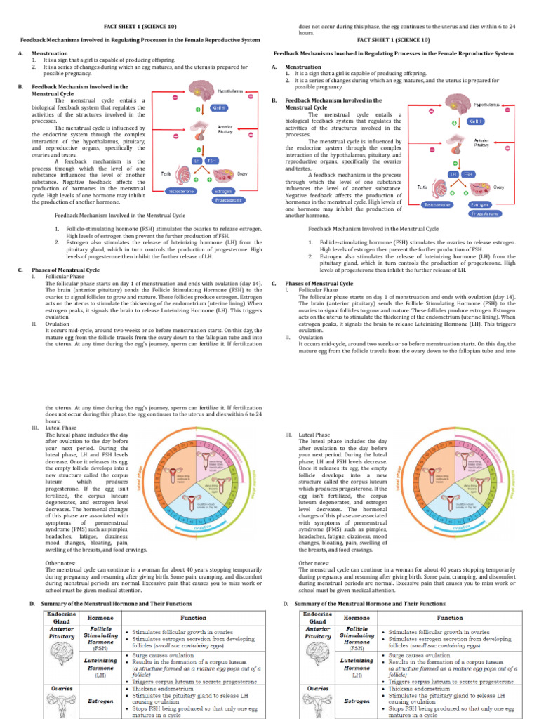 Fact Sheet 1 (Menstrual Cycle) - For Franklin | PDF | Menstrual Cycle ...