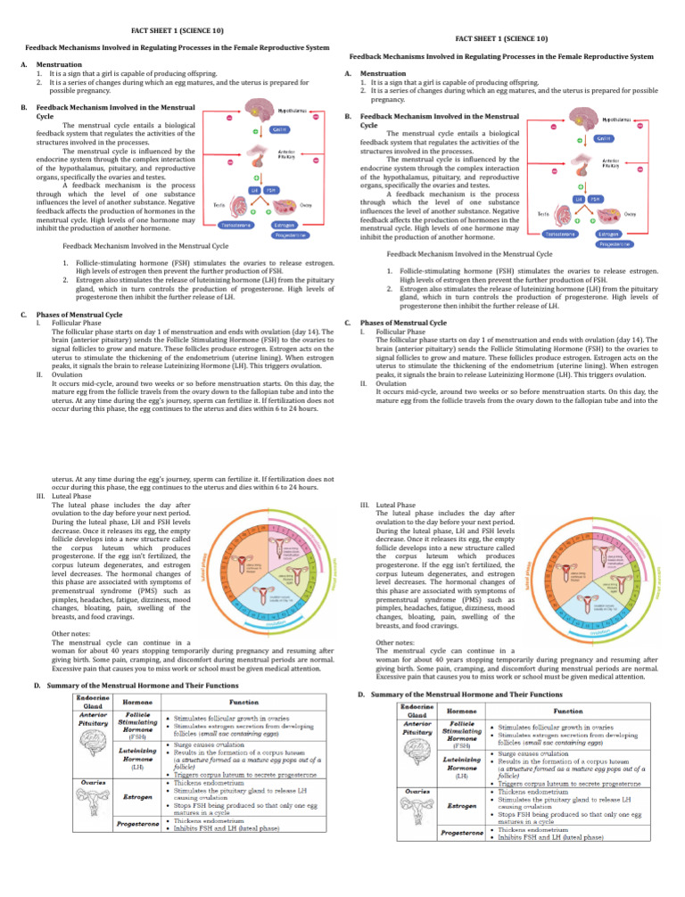 Fact Sheet 1 (Menstrual Cycle) | PDF | Menstrual Cycle | Luteinizing ...