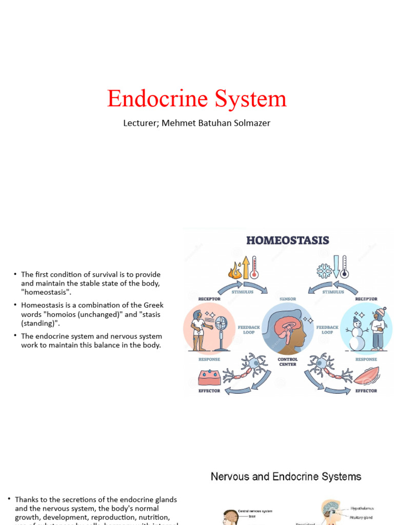 Endocrine System Anatomy | PDF | Thyroid | Adrenal Gland