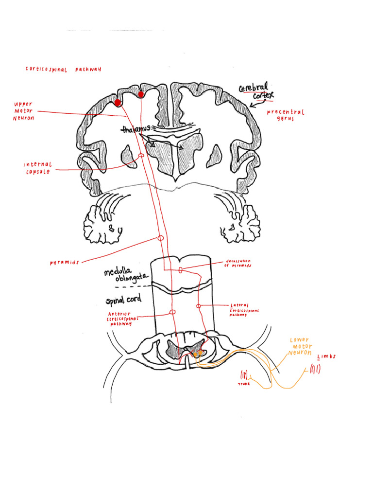 Quiz Drawing Template | PDF