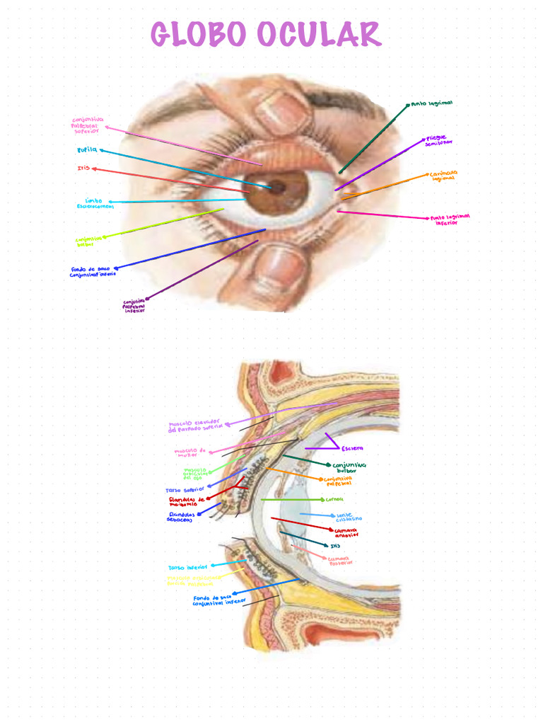 Globo Ocular | PDF | Ojo | Ojo humano
