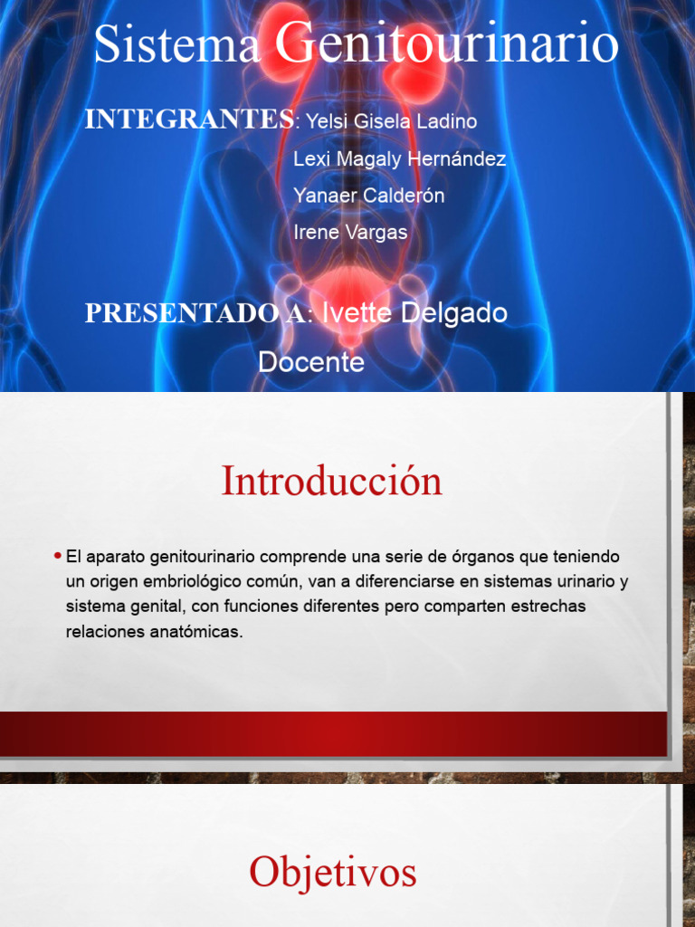 Sistema Genitourinario | PDF | Sistema urinario | Riñón