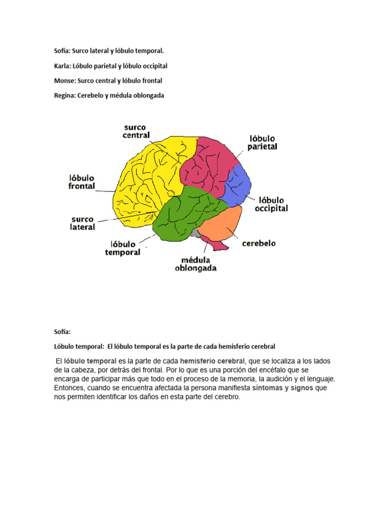Funciones del lóbulo temporal cerebral | PDF