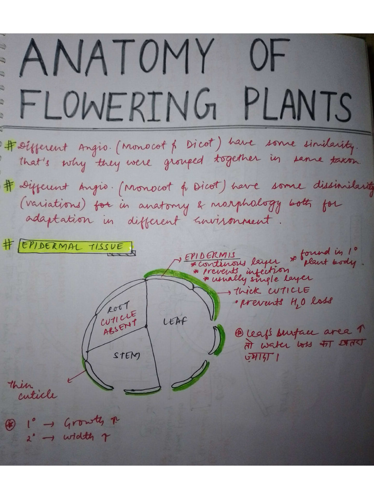 ANATOMY OF FLOWERING PLANTS @ch-6 | PDF