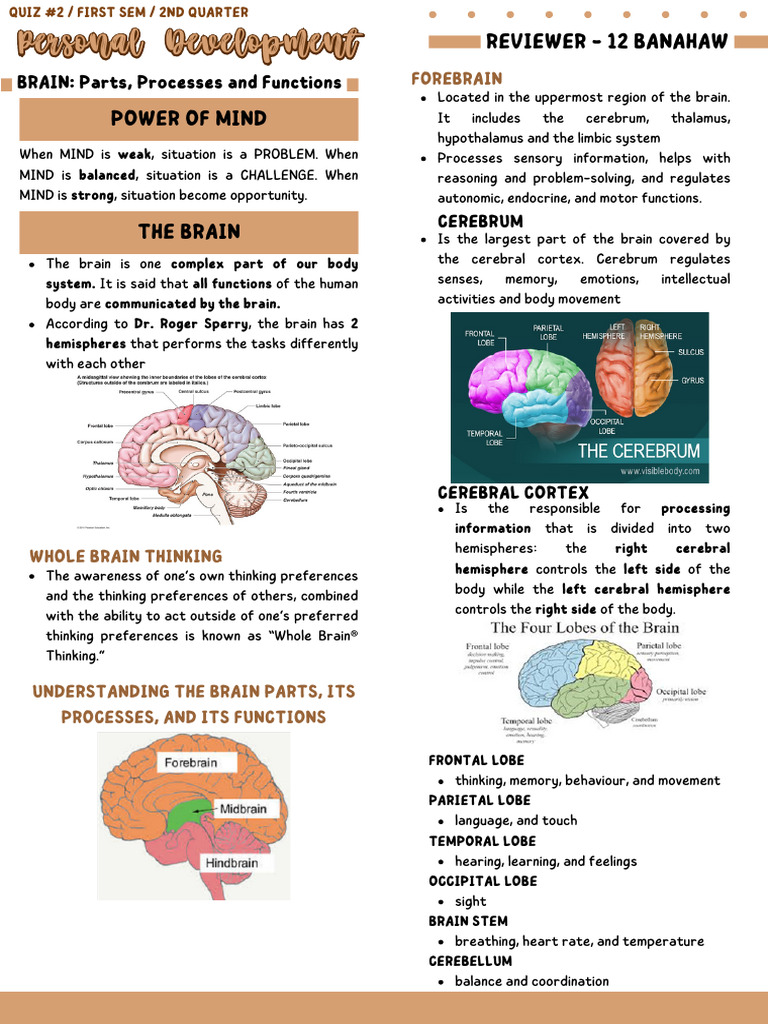 Perdev - (Q2) Quiz #2 | PDF | Cerebrum | Brain
