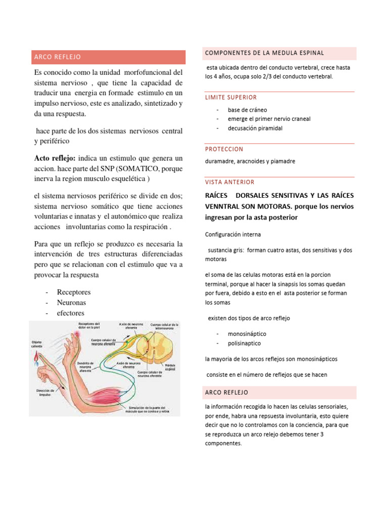 Arco Reflejo y Componentes del Sistema Nervioso | PDF | Sistema ...