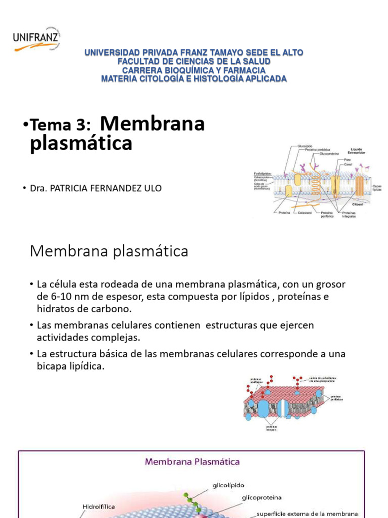 Tema 3 Membrana Plasmatica24 | Descargar gratis PDF | Membrana celular | Lípido