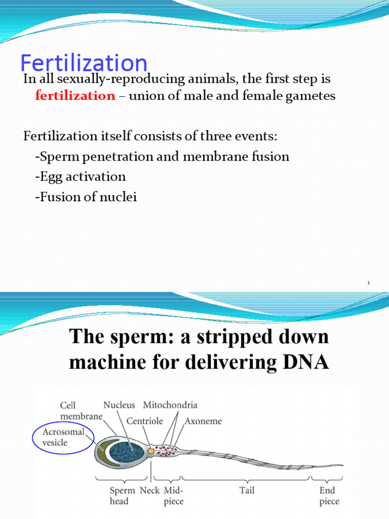 Fertilization | PDF | Fertilisation | Sperm
