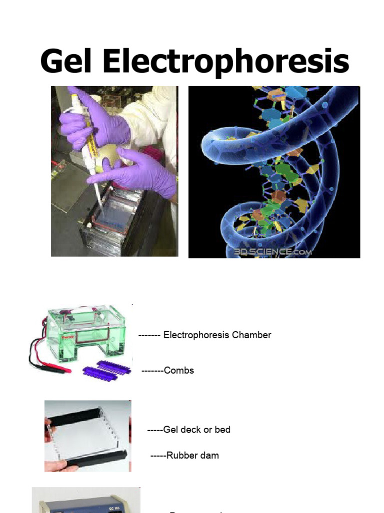 Gel Electrophoresis | PDF | Gel Electrophoresis | Agarose Gel ...