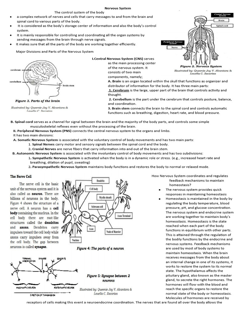 Nervous System | PDF | Central Nervous System | Homeostasis