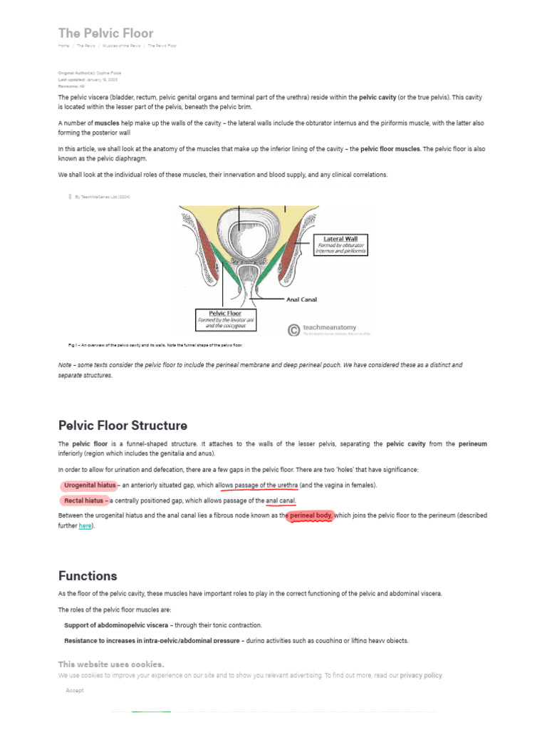 The Pelvic Floor - Structure - Function - Muscles - TeachMeAnatomy ...