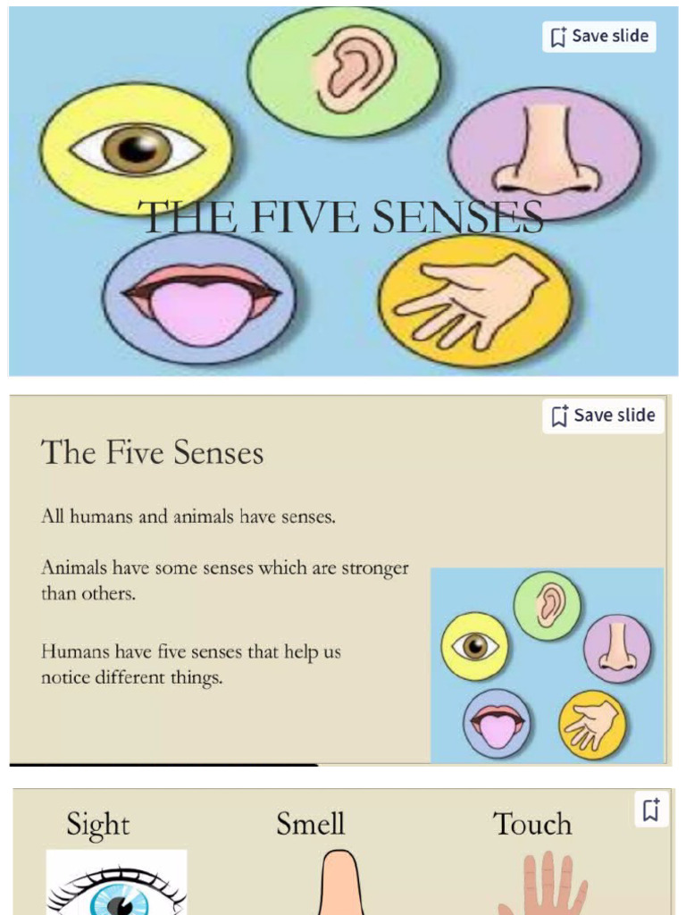 5-SENSES-Grade 3 | PDF