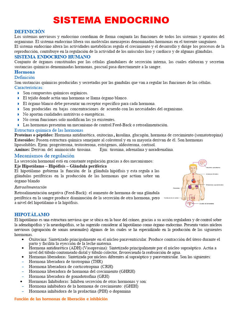 SISTEMA ENDOCRINO Completo 4to | Descargar gratis PDF | Sistema endocrino | Tiroides