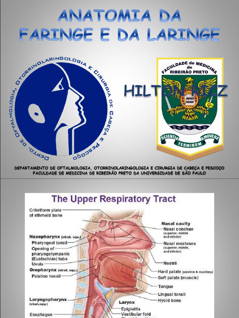 Anatomia Da Laringe e Faringe | PDF | Laringe | Anatomia