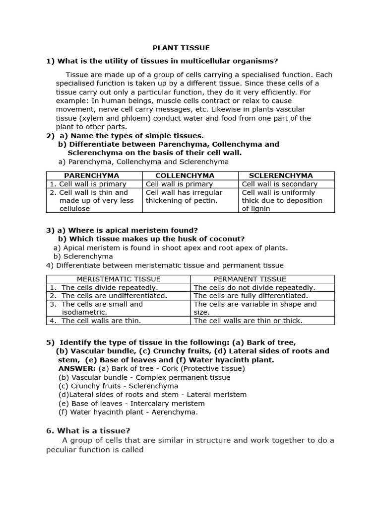 TISSUE CLASSWORK | PDF | Tissue (Biology) | Muscle