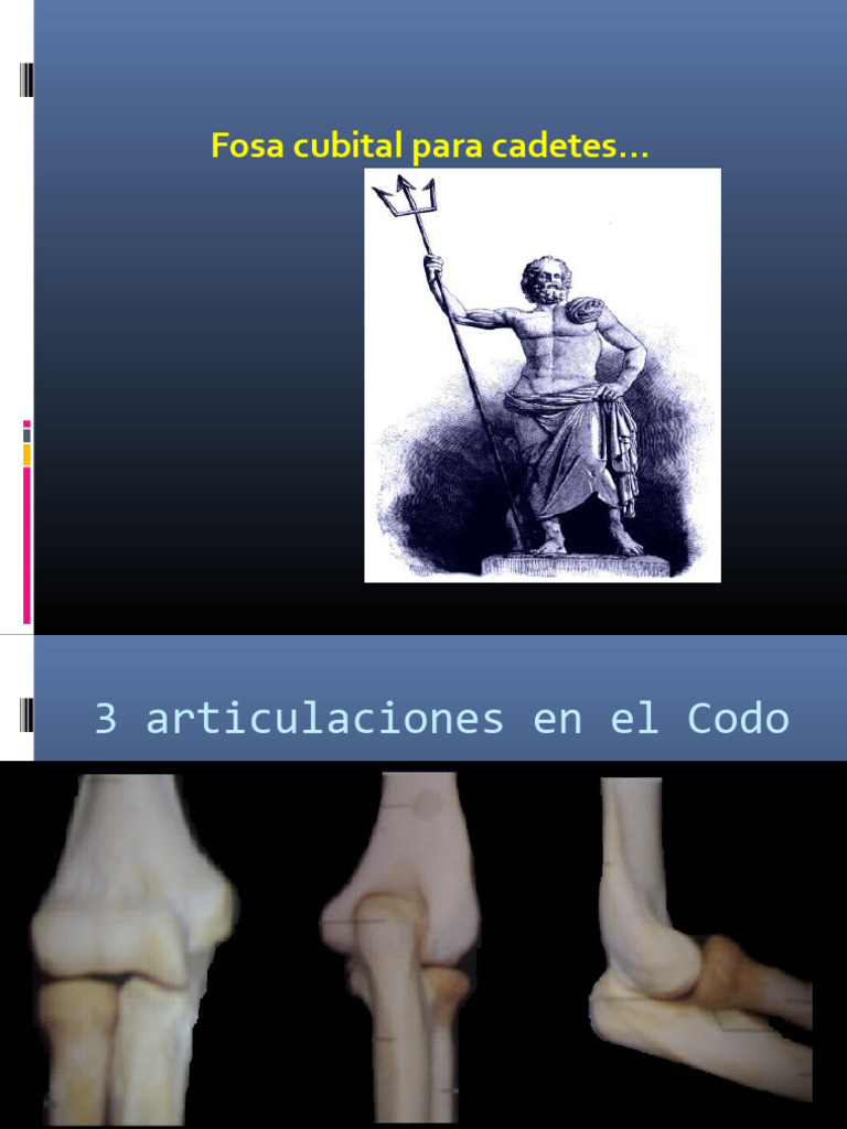 Codo y Fosa Cubital CIA 2012 | PDF | Codo | Angiología