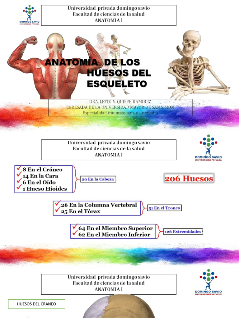 Anatomia Segundo Dia 111 | PDF