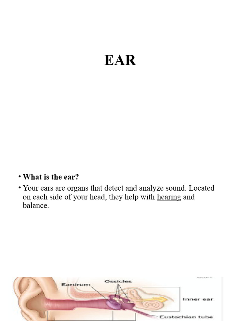 Ear | PDF | Ear | Hearing